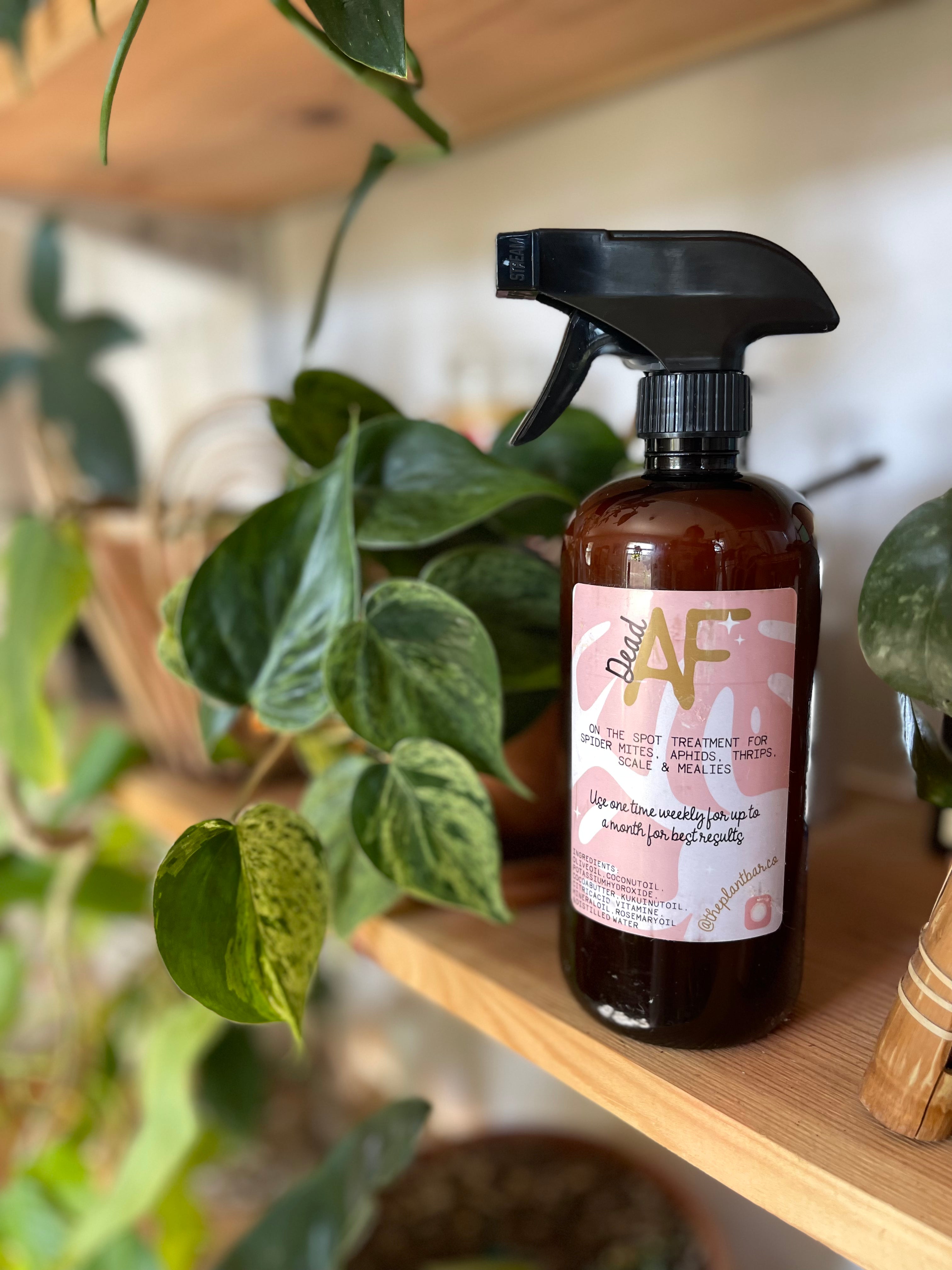 Plant Care – The Plant Outpost